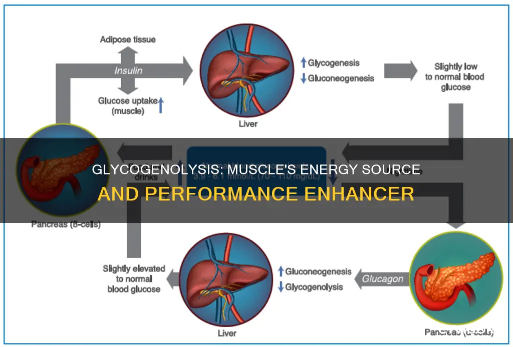 Glycogenolysis: Muscle's Energy Source And Performance Enhancer | CyVigor