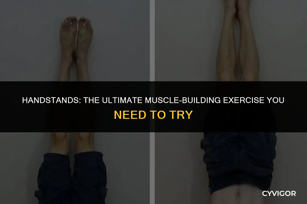 Handstands: The Ultimate Muscle-Building Exercise You Need To Try | CyVigor