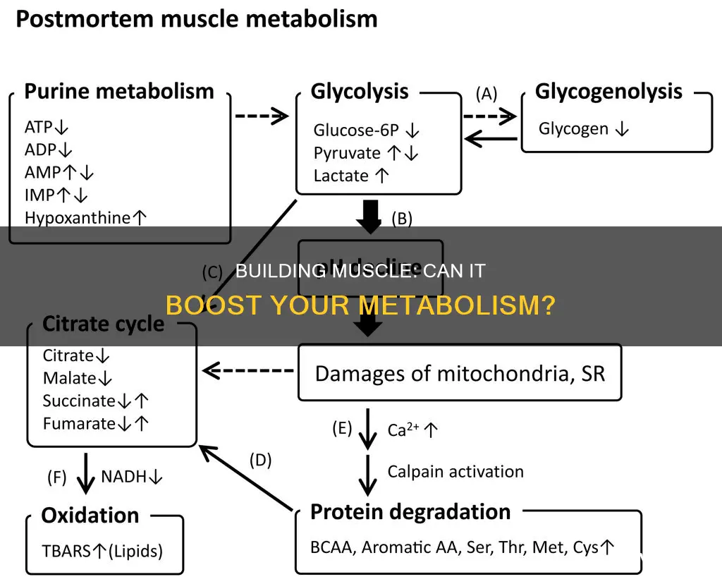 Building Muscle: Can It Boost Your Metabolism? | CyVigor