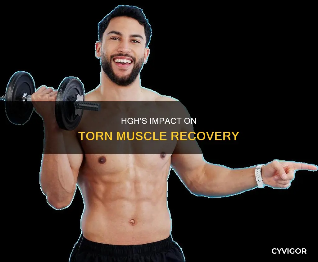 Hgh's Impact On Torn Muscle Recovery | CyVigor