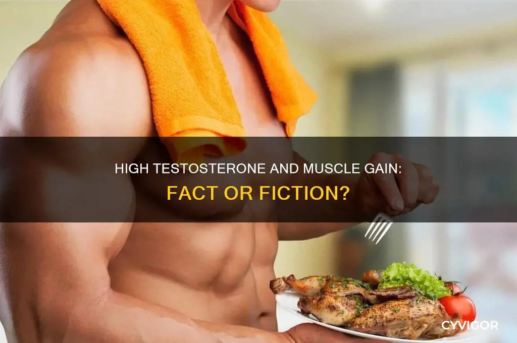 High Testosterone And Muscle Gain: Fact Or Fiction? | CyVigor