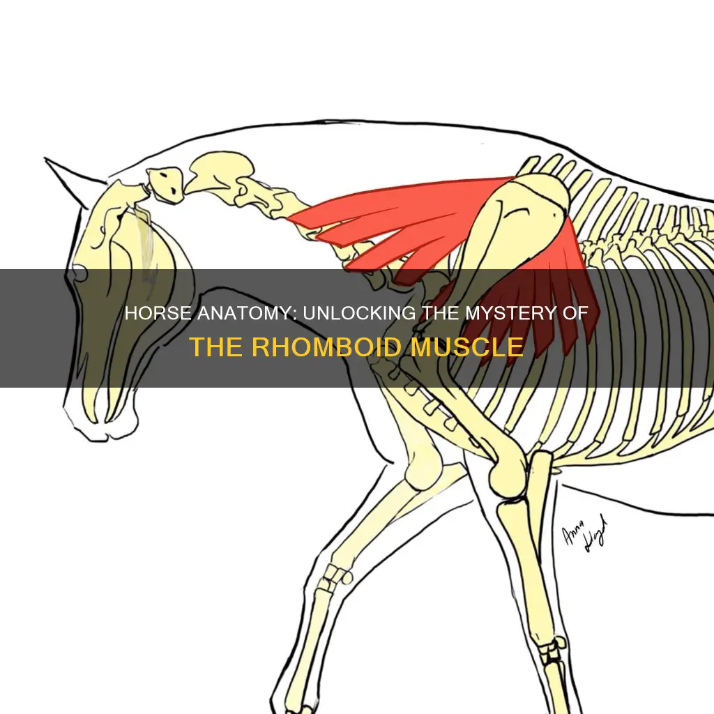 Horse Anatomy: Unlocking The Mystery Of The Rhomboid Muscle | CyVigor