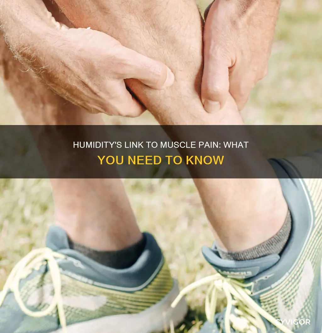 Humidity's Link To Muscle Pain: What You Need To Know | CyVigor
