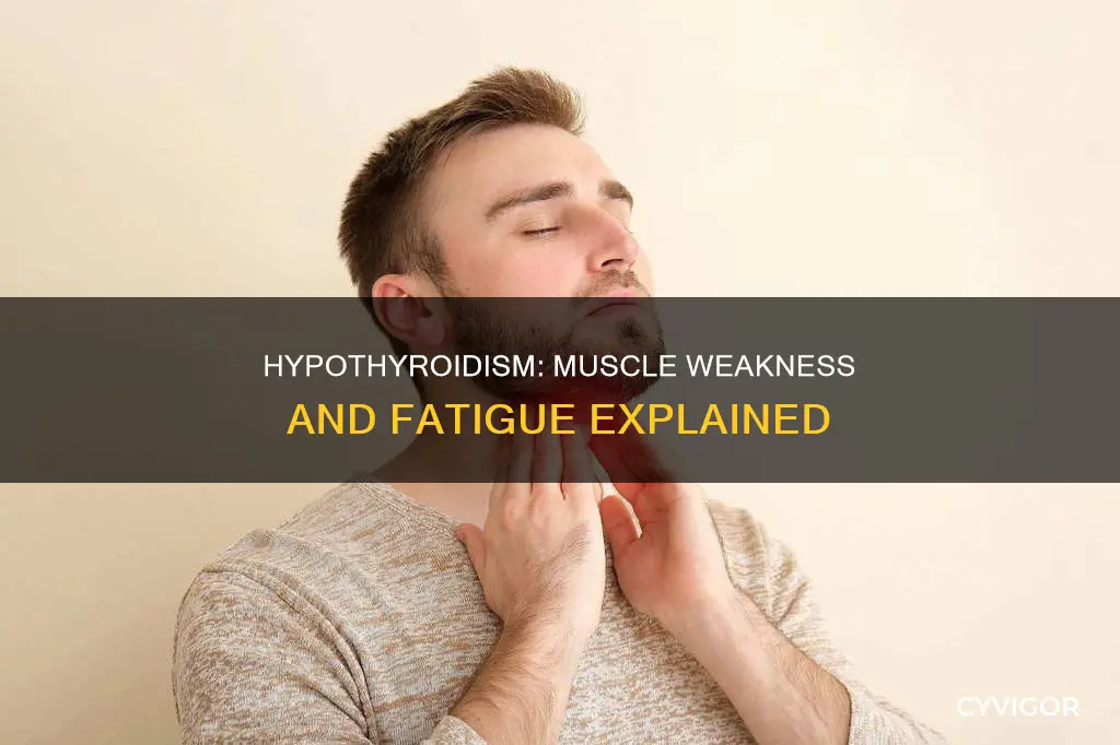 Hypothyroidism: Muscle Weakness And Fatigue Explained | CyVigor