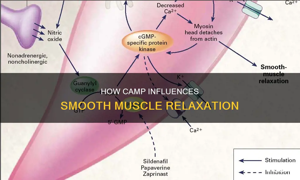 How Camp Influences Smooth Muscle Relaxation | CyVigor
