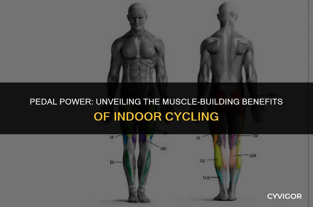 Pedal Power: Unveiling The Muscle-Building Benefits Of Indoor Cycling ...