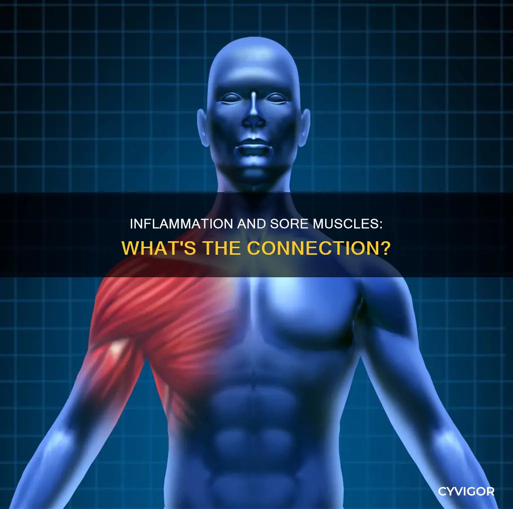 Inflammation And Sore Muscles: What's The Connection? | CyVigor