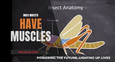 Insulin's Muscle Actions: What You Need To Know | CyVigor