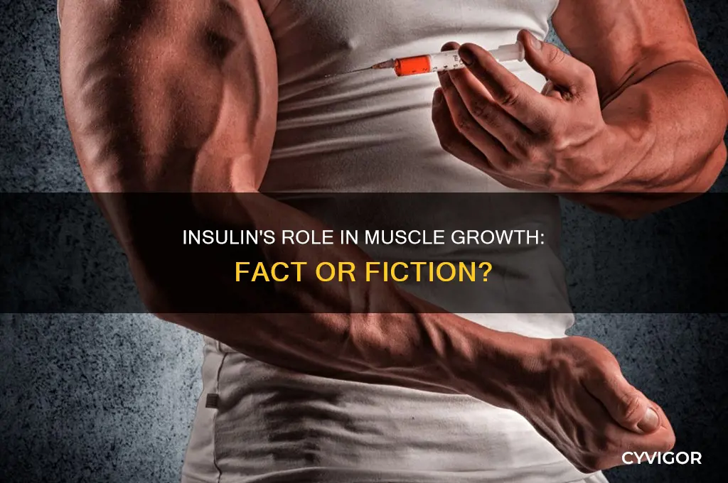 Insulin's Role In Muscle Growth: Fact Or Fiction? | CyVigor