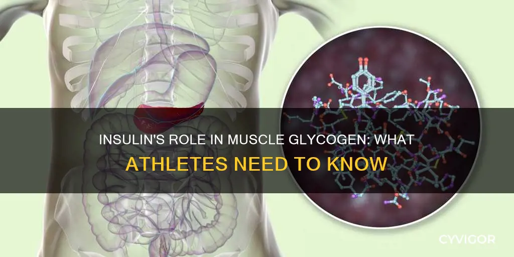 Insulin's Role In Muscle Glycogen: What Athletes Need To Know | CyVigor