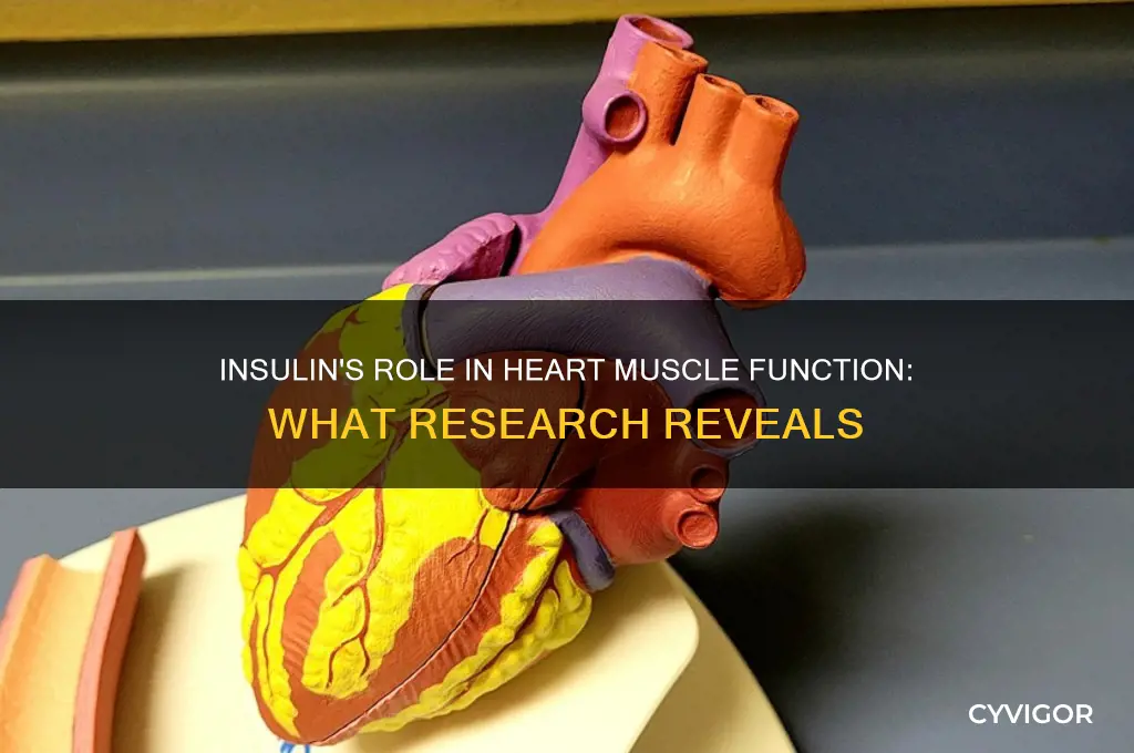 Insulin's Role In Heart Muscle Function: What Research Reveals | CyVigor