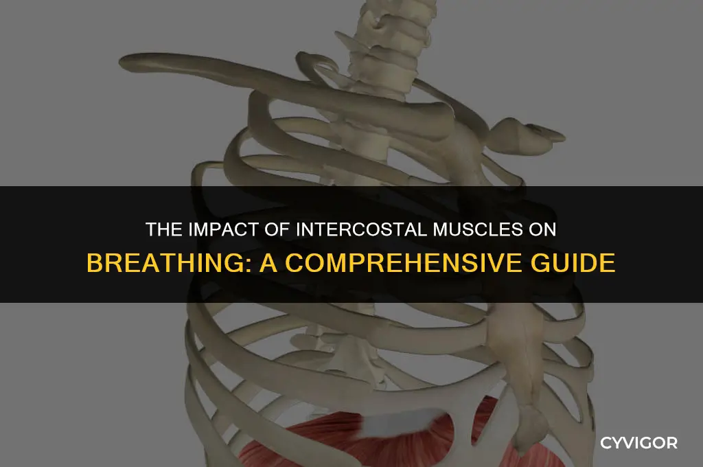The Impact Of Intercostal Muscles On Breathing: A Comprehensive Guide ...