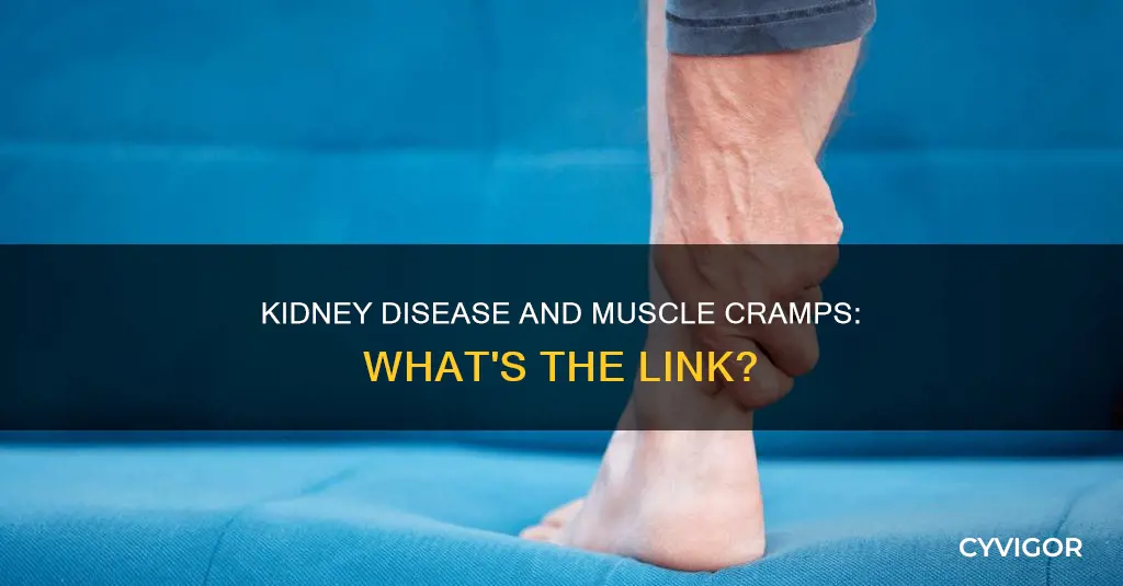 Kidney Disease And Muscle Cramps: What's The Link? | CyVigor