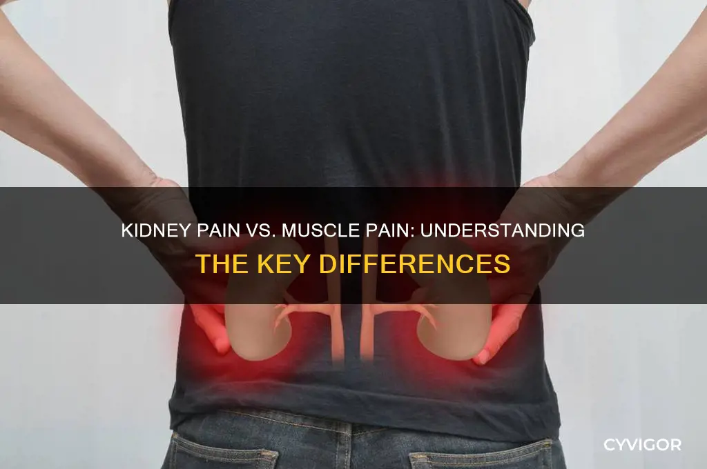 Kidney Pain Vs. Muscle Pain: Understanding The Key Differences | CyVigor