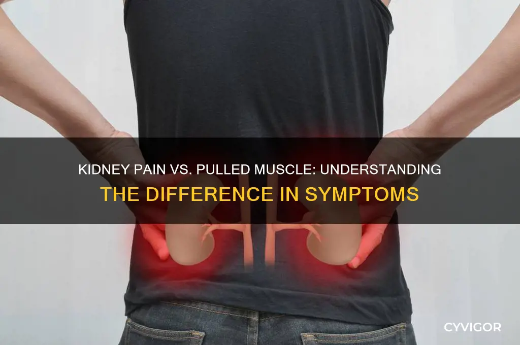 Kidney Pain Vs. Pulled Muscle: Understanding The Difference In Symptoms ...
