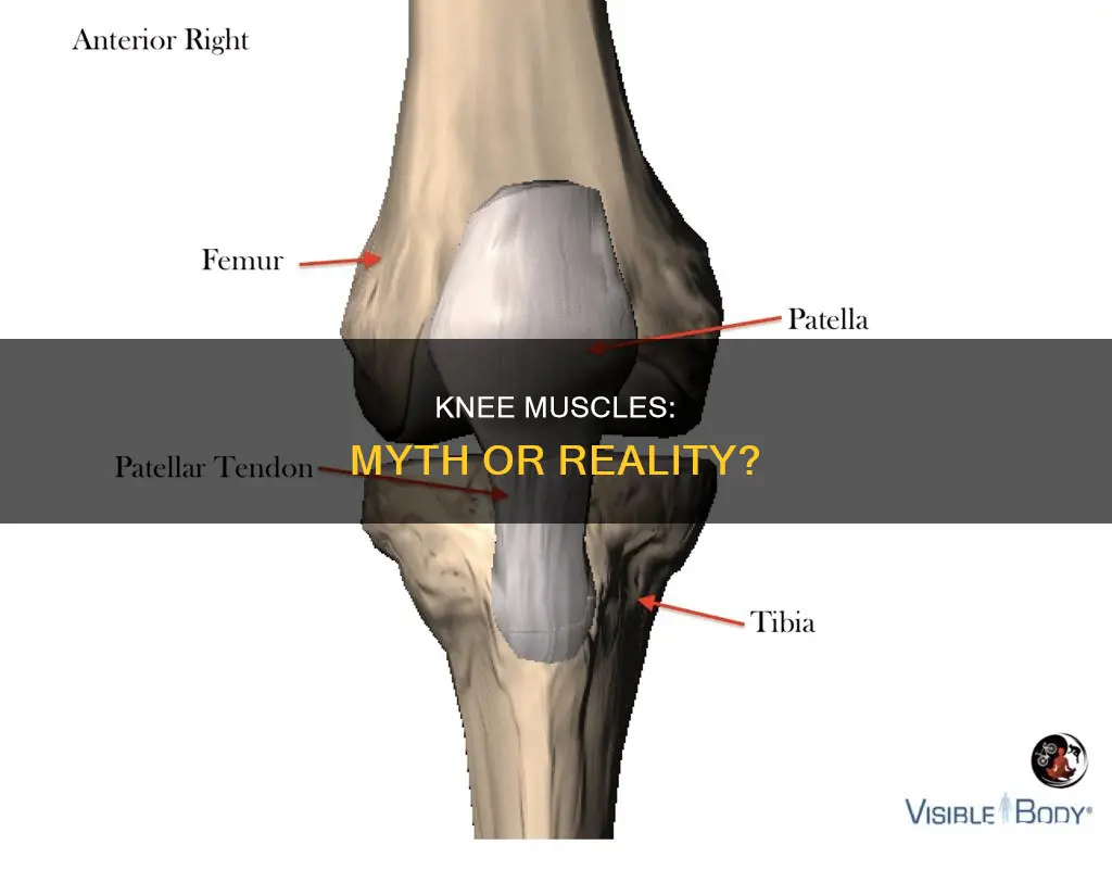 Knee Muscles: Myth Or Reality? | CyVigor