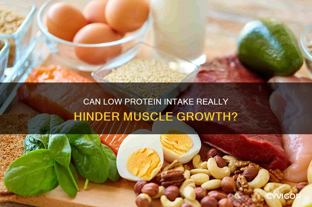 Can Low Protein Intake Really Hinder Muscle Growth? | CyVigor