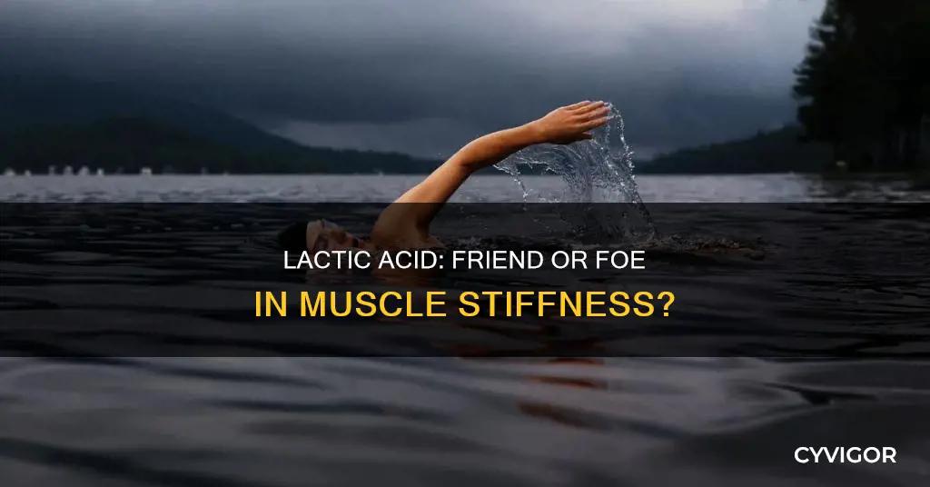 Lactic Acid: Friend Or Foe In Muscle Stiffness? | CyVigor