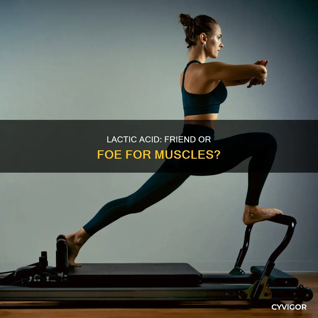 Lactic Acid: Friend Or Foe For Muscles? | CyVigor