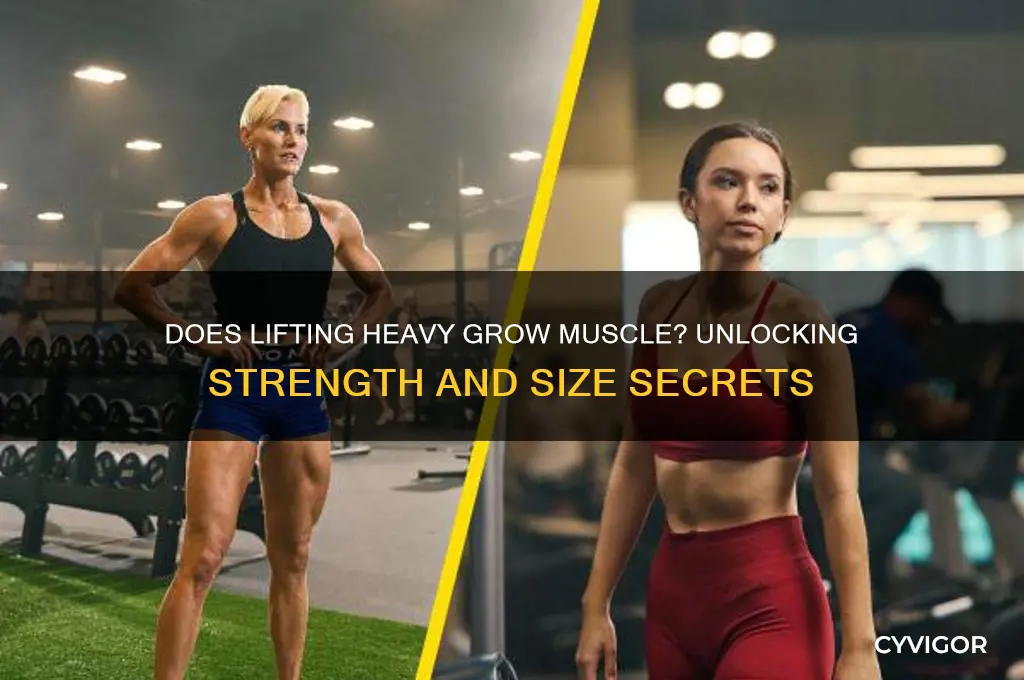 Does Lifting Heavy Grow Muscle? Unlocking Strength And Size Secrets ...