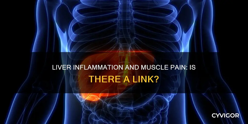Liver Inflammation And Muscle Pain: Is There A Link? | CyVigor
