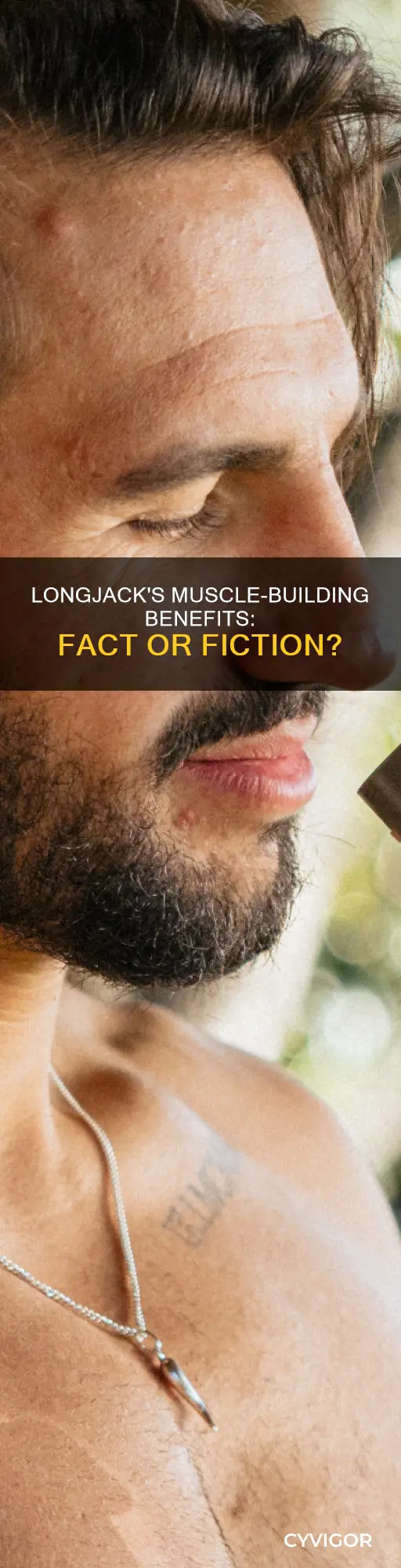 Longjack's Muscle-Building Benefits: Fact Or Fiction? | CyVigor