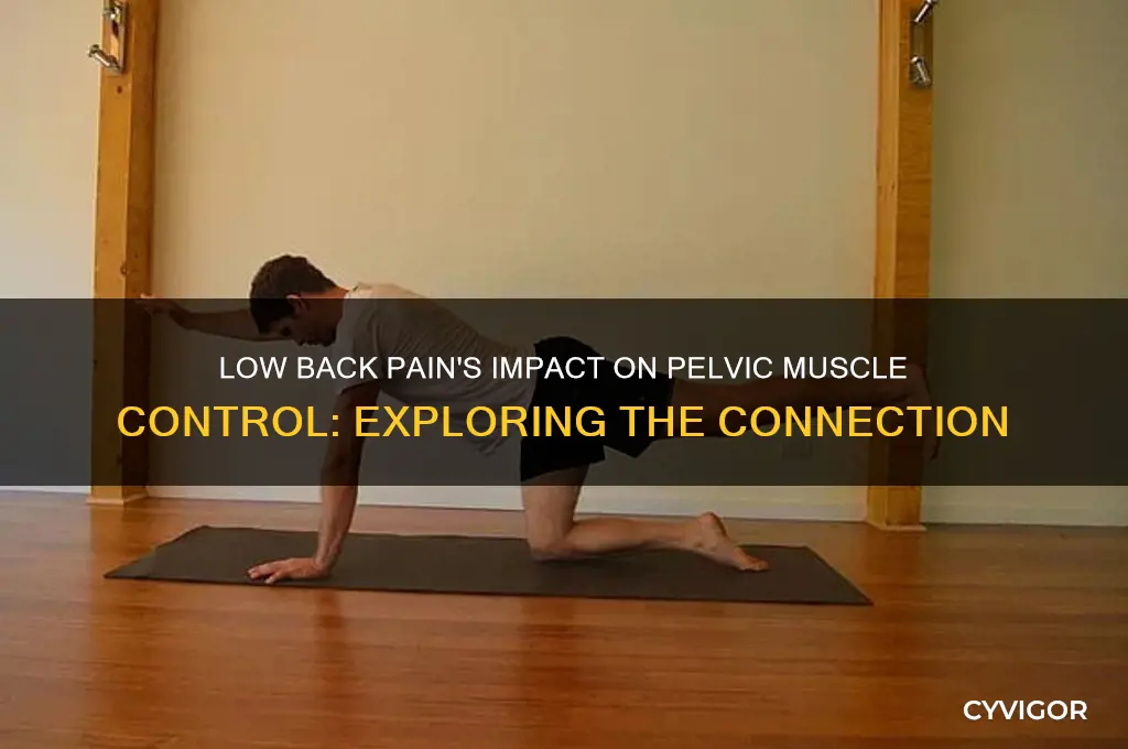 Low Back Pain's Impact On Pelvic Muscle Control: Exploring The ...