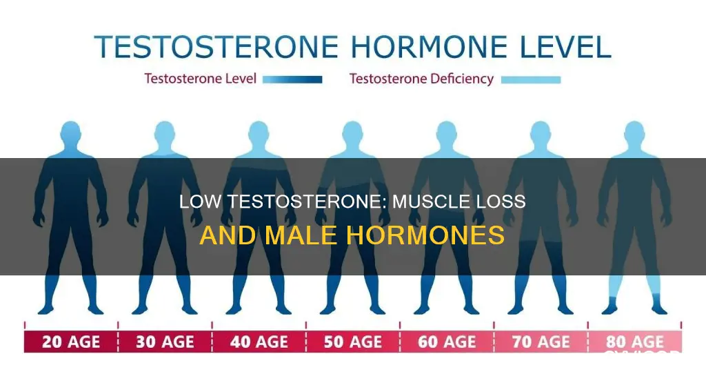 Low Testosterone: Muscle Loss And Male Hormones | CyVigor