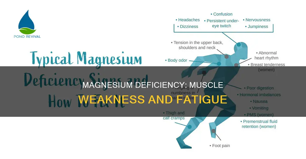 Magnesium Deficiency: Muscle Weakness And Fatigue | CyVigor