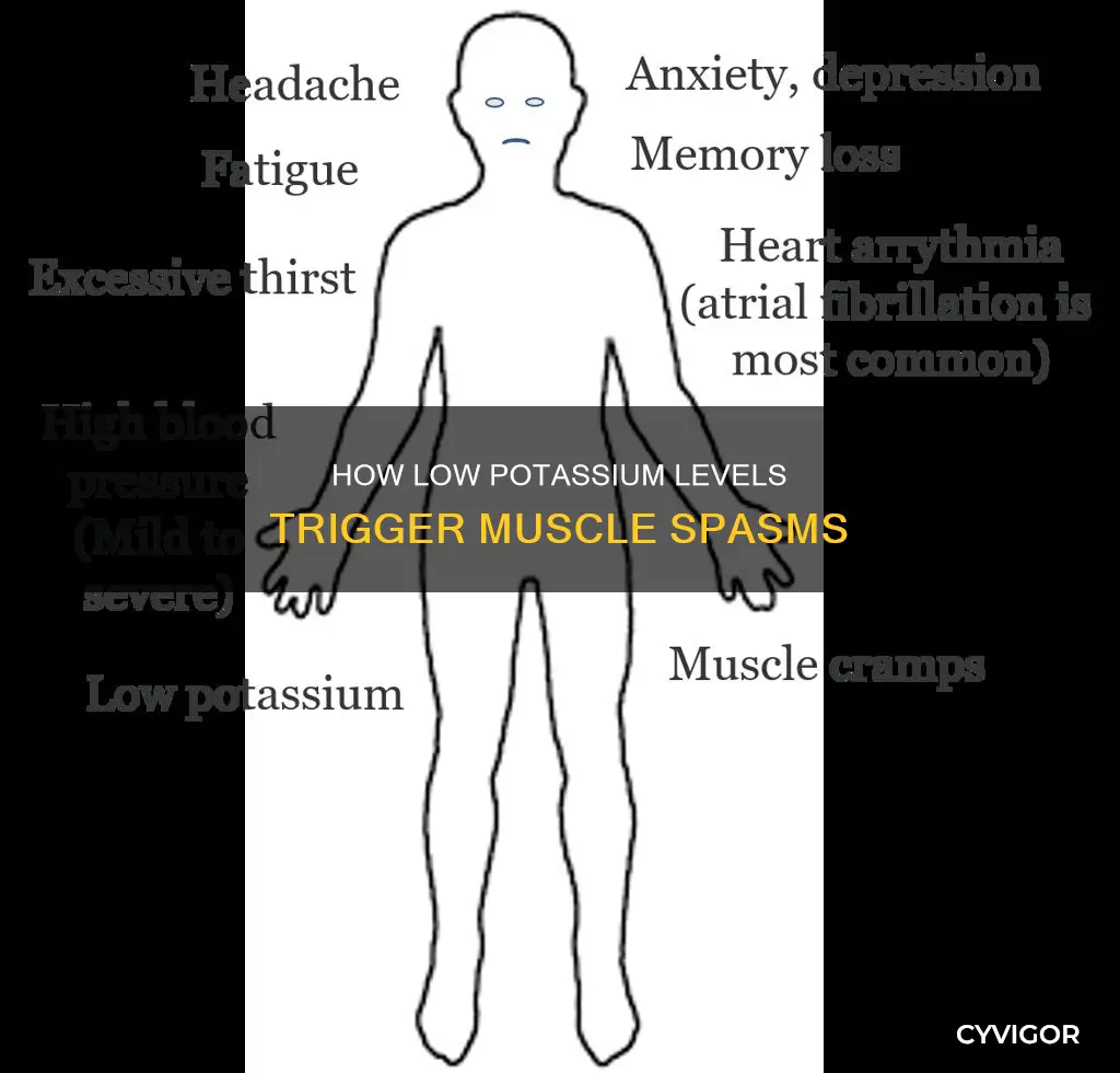 How Low Potassium Levels Trigger Muscle Spasms | CyVigor