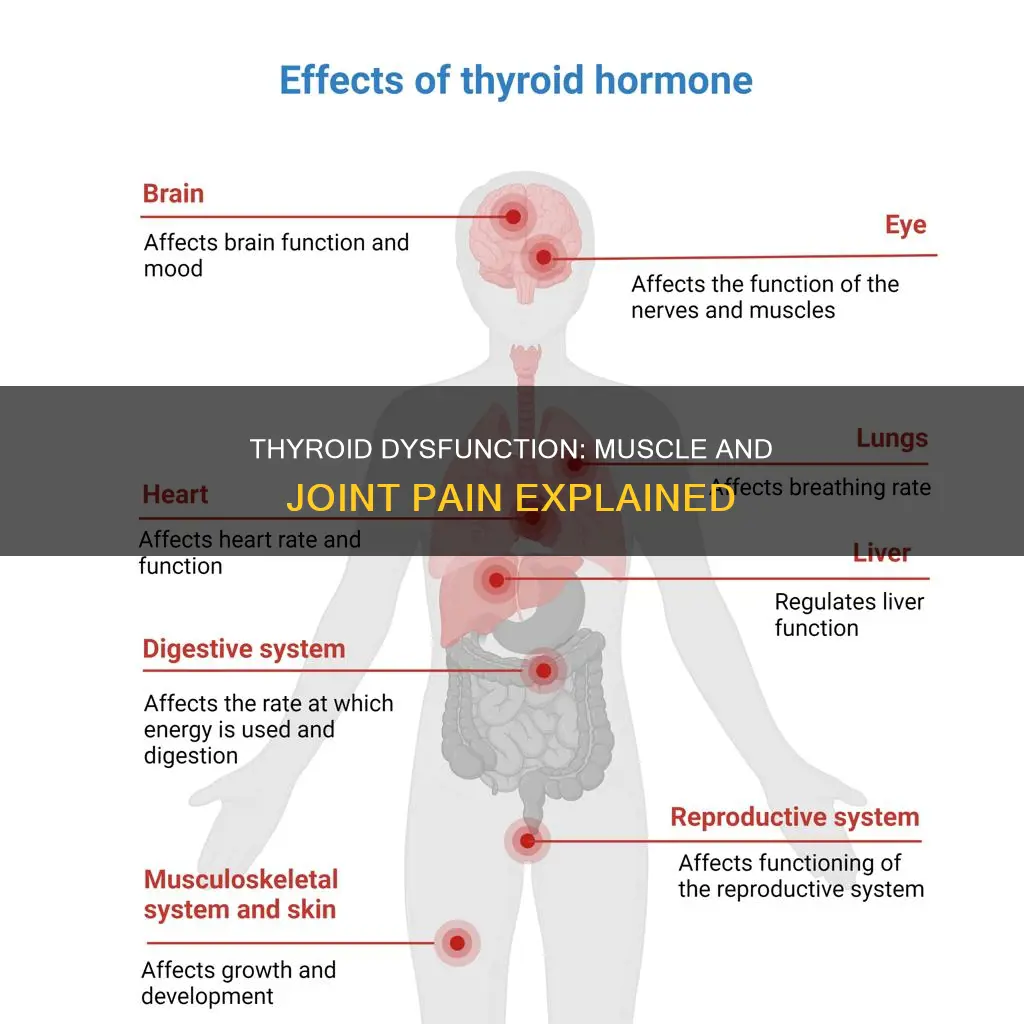 Thyroid Dysfunction: Muscle And Joint Pain Explained | CyVigor