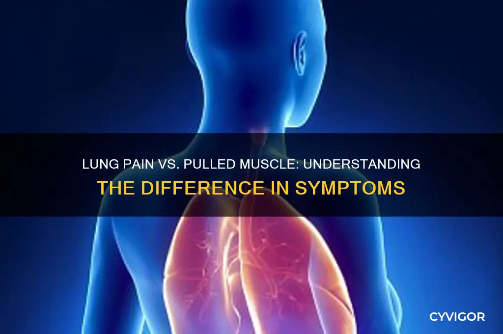 Lung Pain Vs. Pulled Muscle: Understanding The Difference In Symptoms ...
