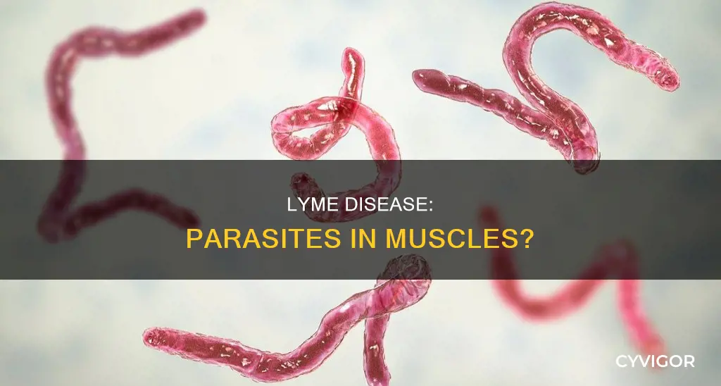 Lyme Disease: Parasites In Muscles? | CyVigor