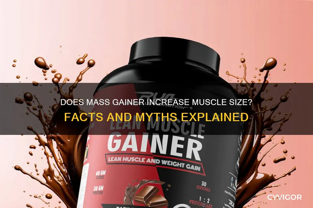 Does Mass Gainer Increase Muscle Size? Facts And Myths Explained | CyVigor