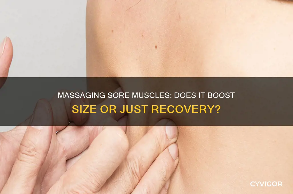 Massaging Sore Muscles: Does It Boost Size Or Just Recovery? | CyVigor