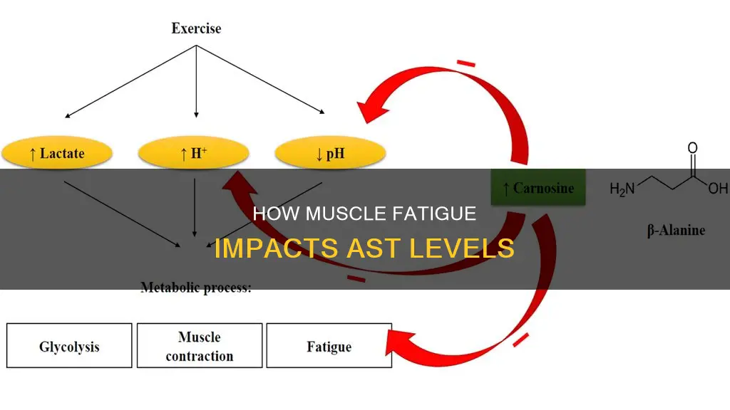 How Muscle Fatigue Impacts Ast Levels | CyVigor