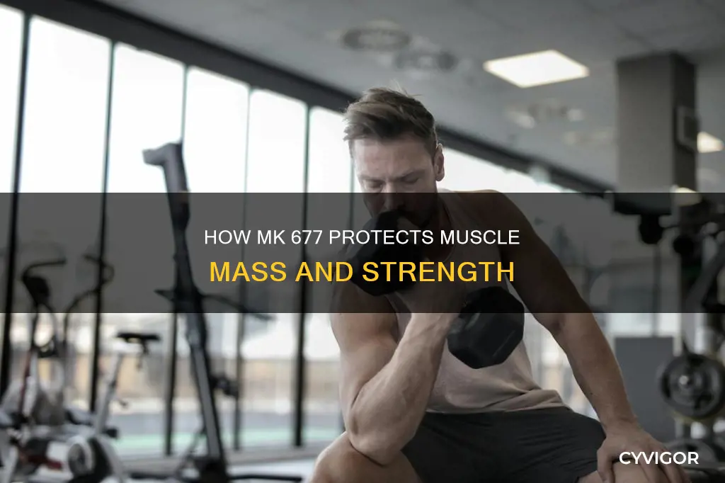 How Mk 677 Protects Muscle Mass And Strength | CyVigor