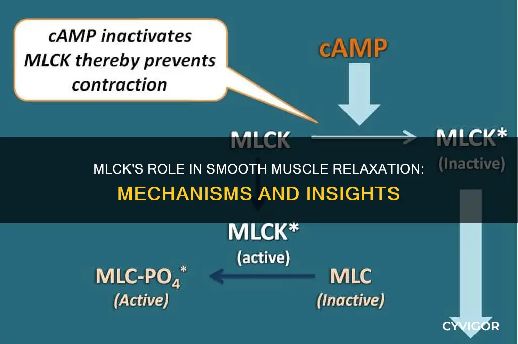 Mlck's Role In Smooth Muscle Relaxation: Mechanisms And Insights | CyVigor