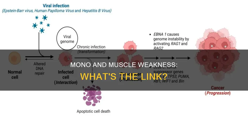 Mono And Muscle Weakness: What's The Link? | CyVigor
