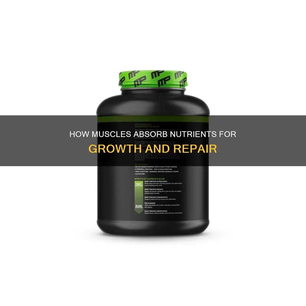 How Muscles Absorb Nutrients For Growth And Repair | CyVigor