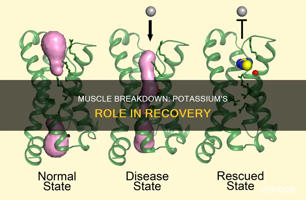 Muscle Breakdown: Potassium's Role In Recovery | CyVigor