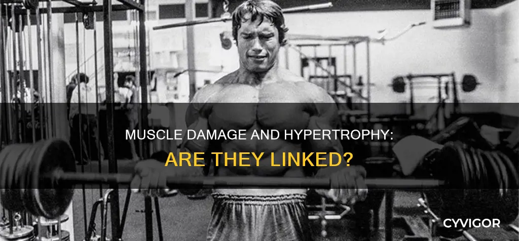 Muscle Damage And Hypertrophy: Are They Linked? | CyVigor
