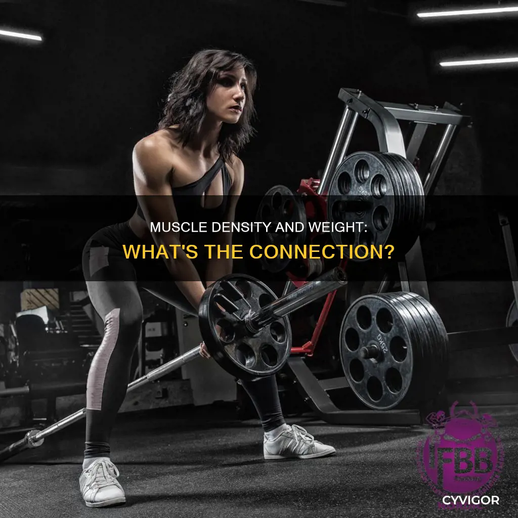 Muscle Density And Weight: What's The Connection? | CyVigor