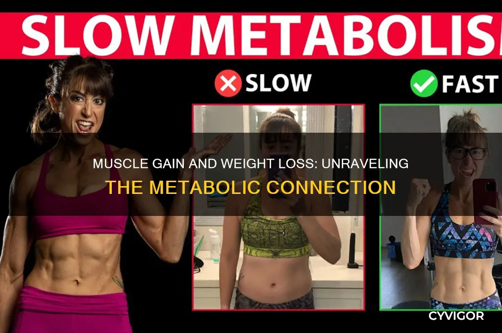 Muscle Gain And Weight Loss: Unraveling The Metabolic Connection | CyVigor