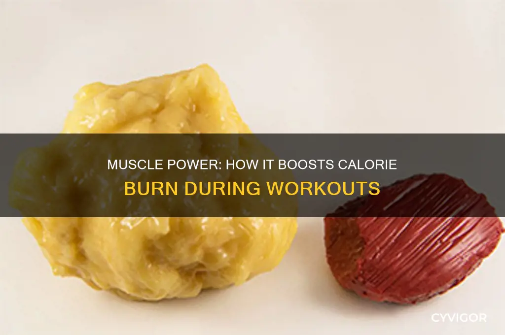 Muscle Power: How It Boosts Calorie Burn During Workouts | CyVigor