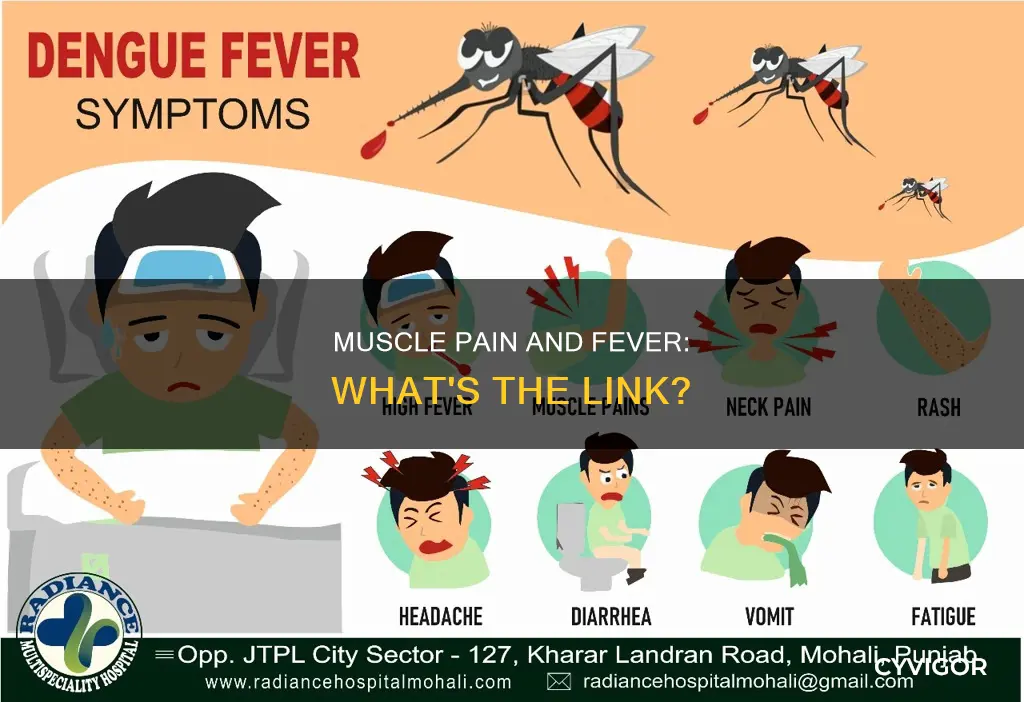 Muscle Pain And Fever: What's The Link? | CyVigor