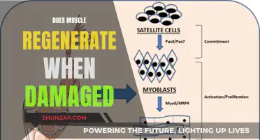 Can Muscles Stop Bullets? Exploring The Myth | CyVigor