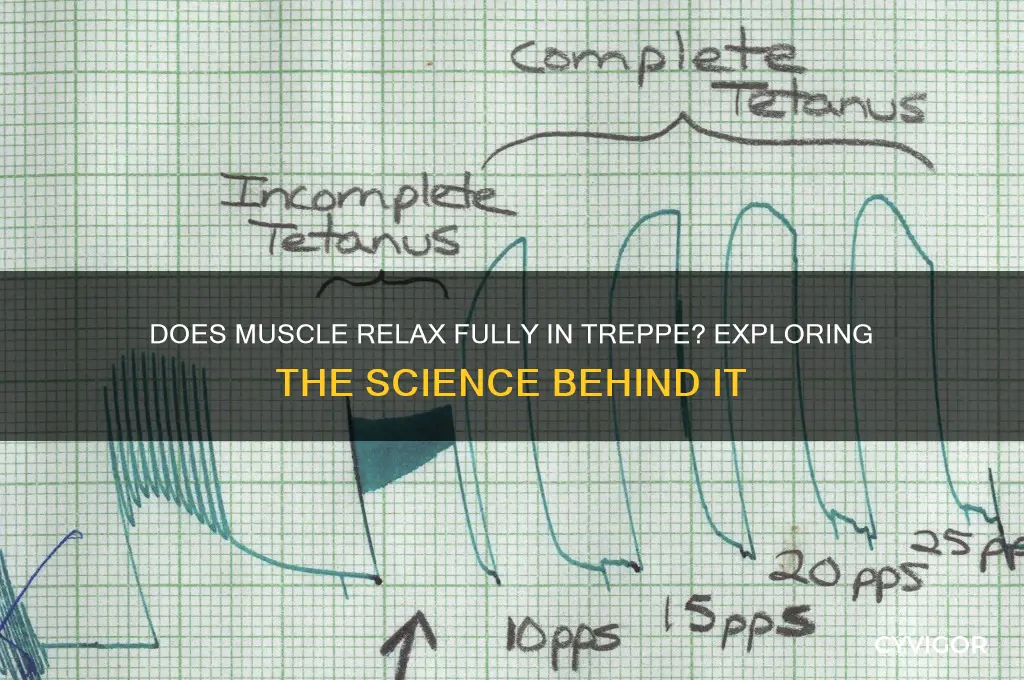Does Muscle Relax Fully In Treppe? Exploring The Science Behind It ...