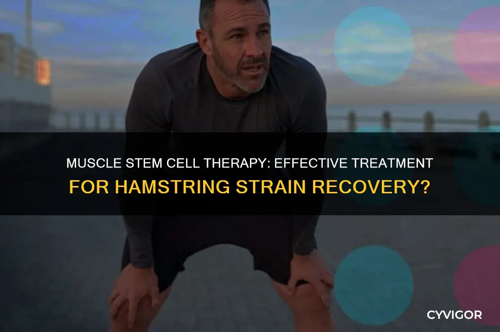 Muscle Stem Cell Therapy: Effective Treatment For Hamstring Strain ...