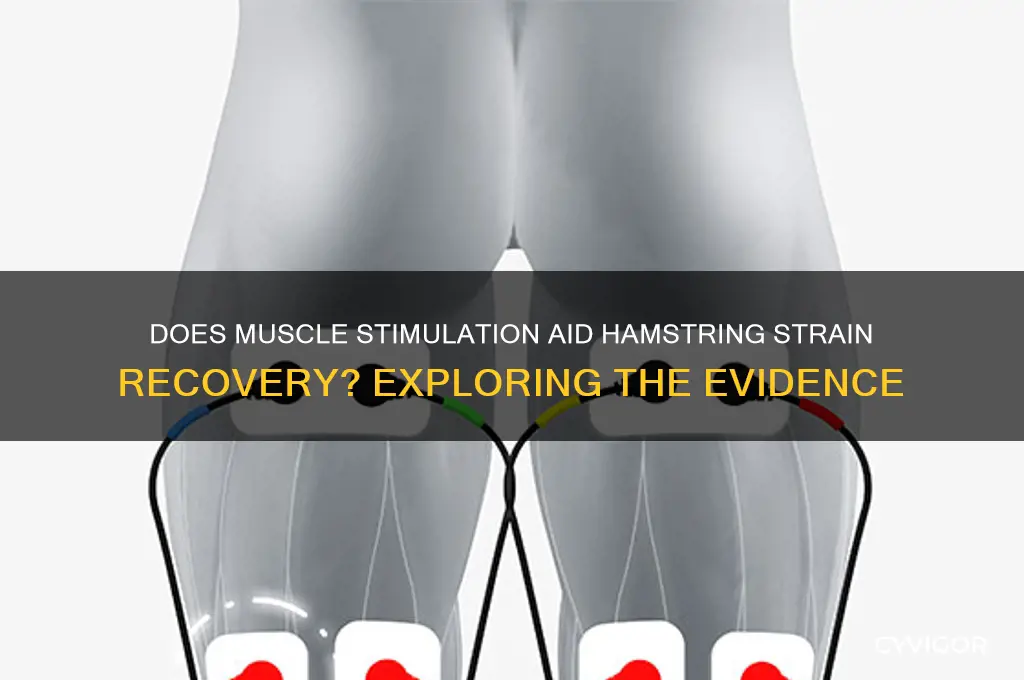 Does Muscle Stimulation Aid Hamstring Strain Recovery? Exploring The ...